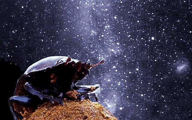 Dung Beetle is the first animal found to use the Milky Way for ...