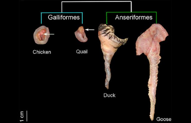 Scientists Discover Why The Chicken Lost Its Penis It s Interesting scientists-discover-why-the-chicken-lost-its-penis-it-s-interesting