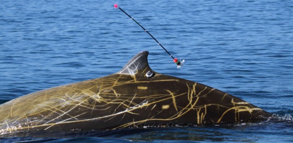 Beaked Whales Smash Deep-Dive Record – It's Interesting