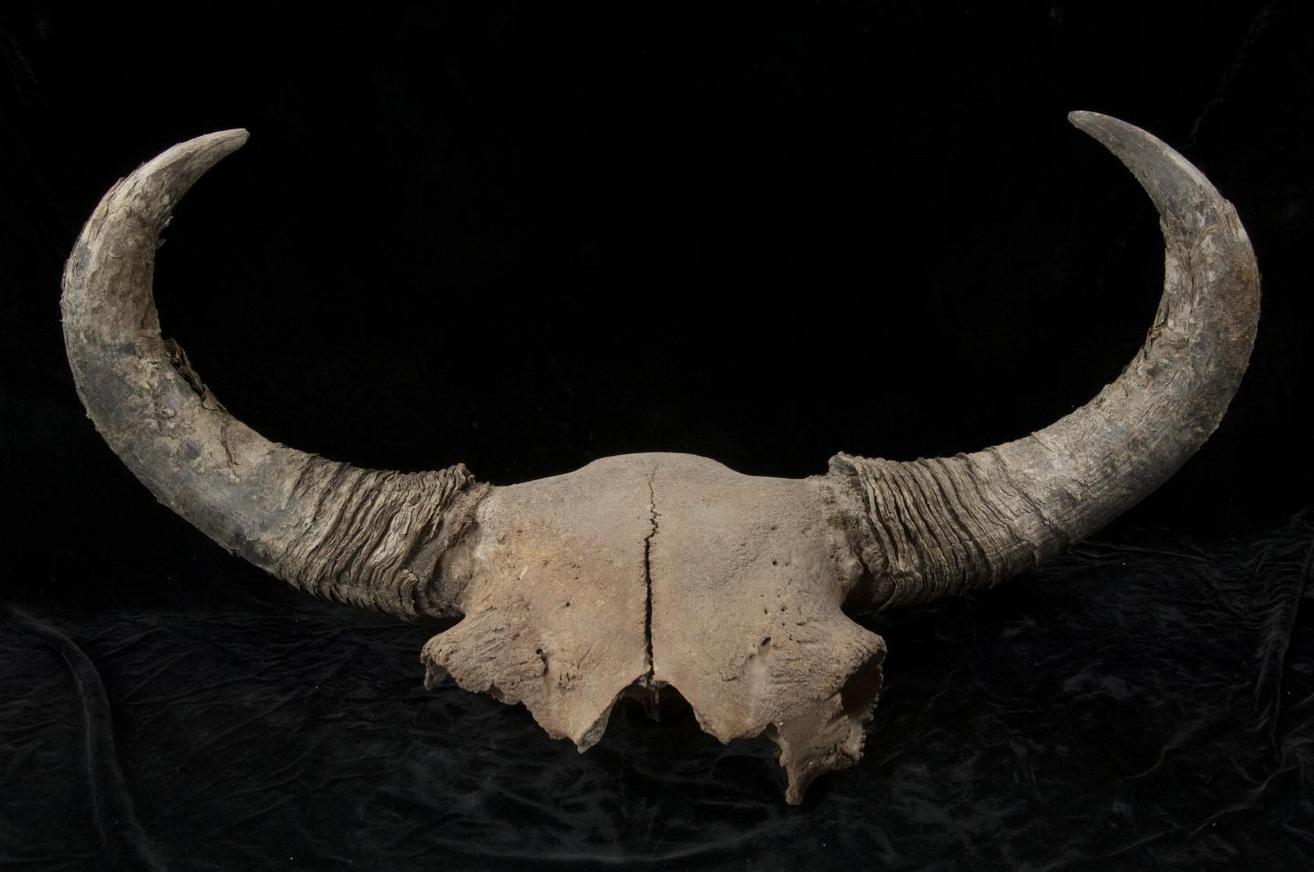 Ice age bison DNA shows evidence of new route of human migration ...