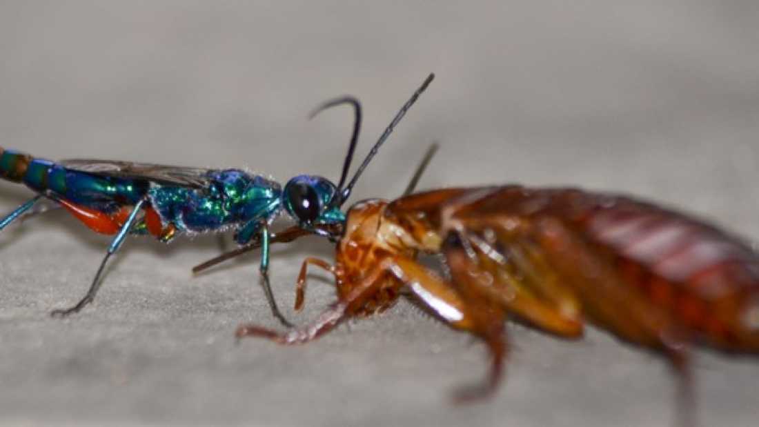 How a Wasp Turns Cockroaches into Zombies – It's Interesting
