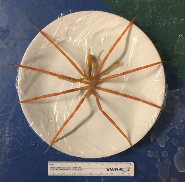 Sea Spiders Pump Blood With Their Guts, Not Their Hearts – It's Interesting