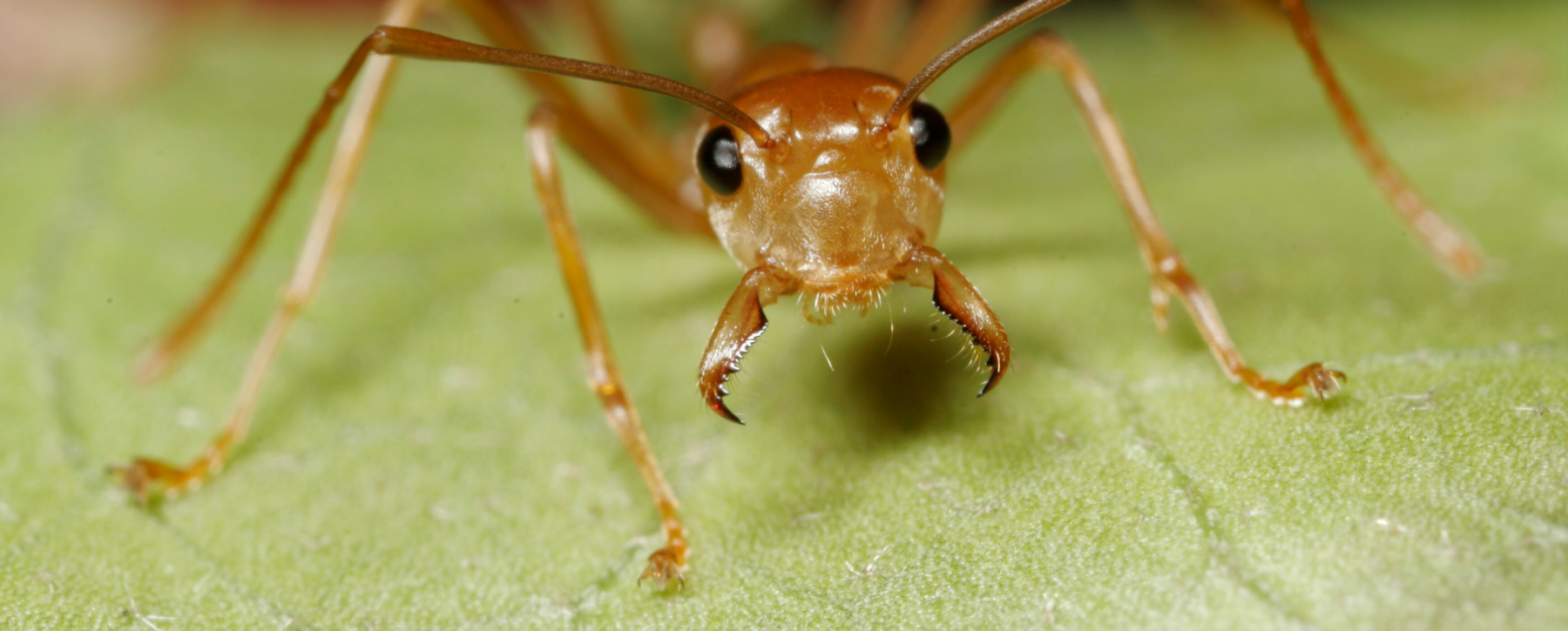 The antimicrobial compounds ants excrete to defend themselves from ...