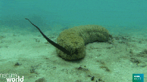 Pearlfish: The eel-like fish that lives inside a sea cucumber’s anus ...